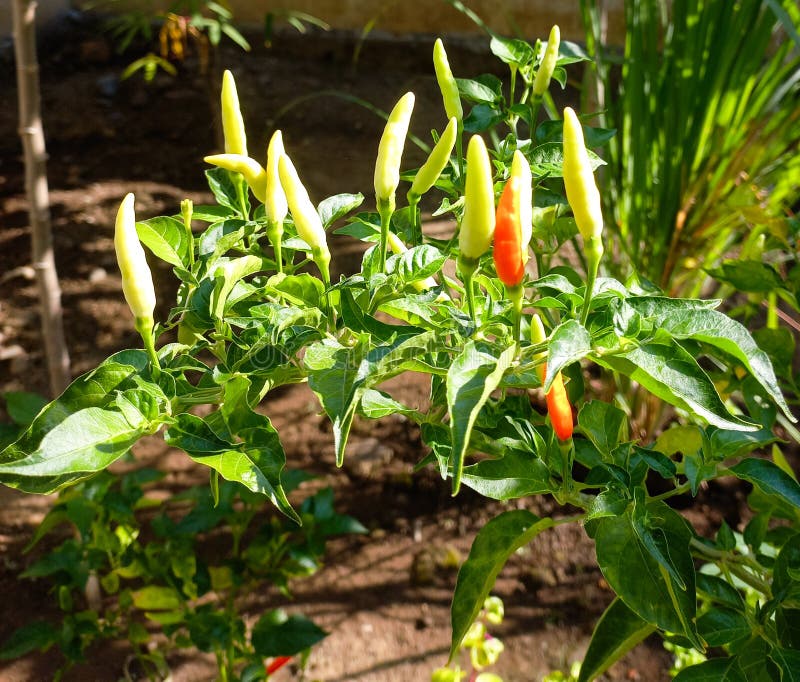 Red and Green Chilli Tree in the Garden Stock Image - Image of flower ...