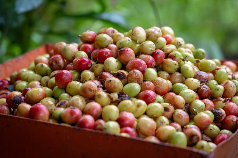 Red and Green Coffee Beans in a Box. Stock Photo - Image of beans, seed ...