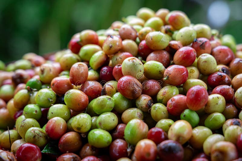 Red and Green Coffee Beans in a Box. Stock Image - Image of farm, bowl ...