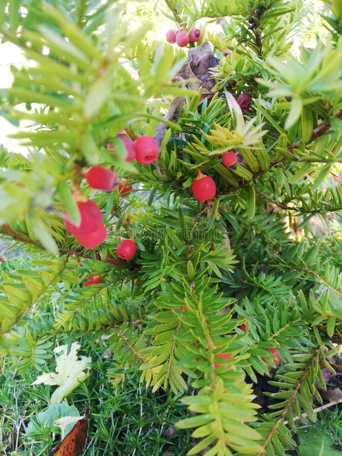 Red and Green Color. Nature and Autumn Stock Image - Image of color ...