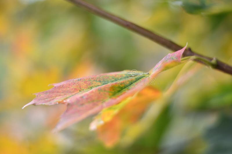 Red and Green Colored Leaf of a Maple Tree in Autumn Stock Image ...