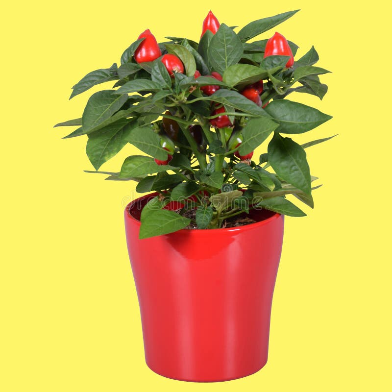 Red and Green Colour Stylish Capsicum Pot Stock Image - Image of three ...