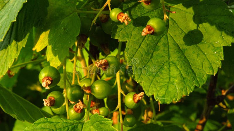 Red Green Current in the Process of Ripening Stock Image - Image of ...