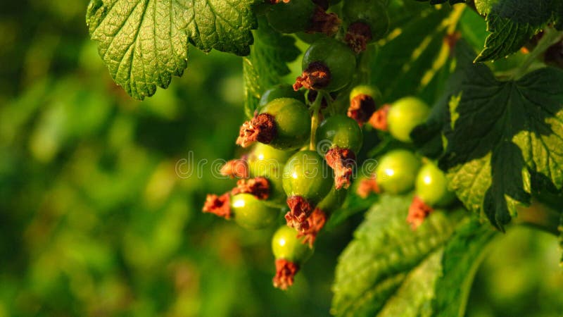 Red Green Current in the Process of Ripening Stock Photo - Image of ...