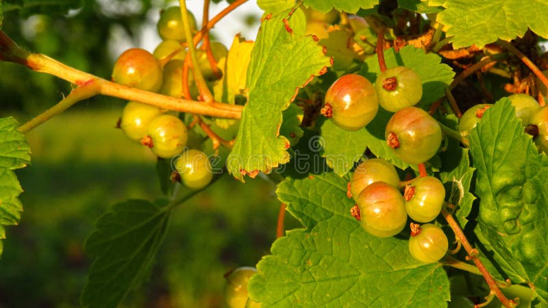 Red Green Current in the Process of Ripening Stock Image - Image of ...