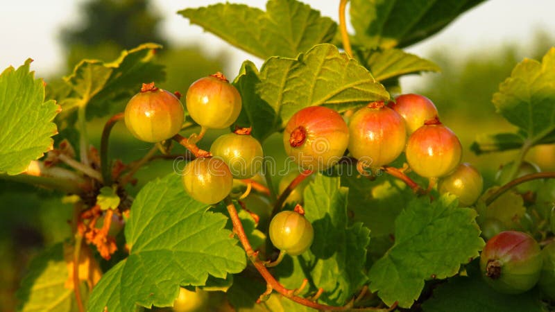 Red Green Current in the Process of Ripening Stock Photo - Image of ...