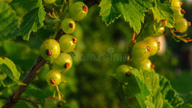 Red Green Current in the Process of Ripening Stock Photo - Image of ...