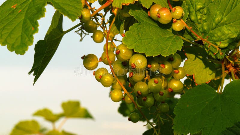 Red Green Current in the Process of Ripening Stock Photo - Image of ...