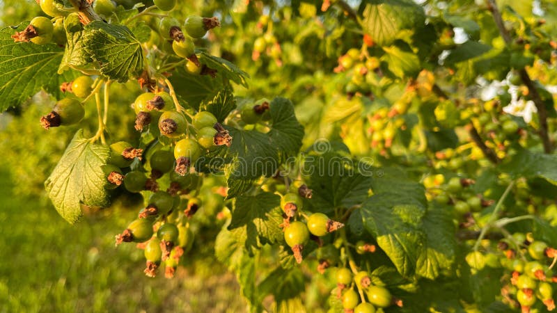 Red Green Current in the Process of Ripening Stock Photo - Image of ...