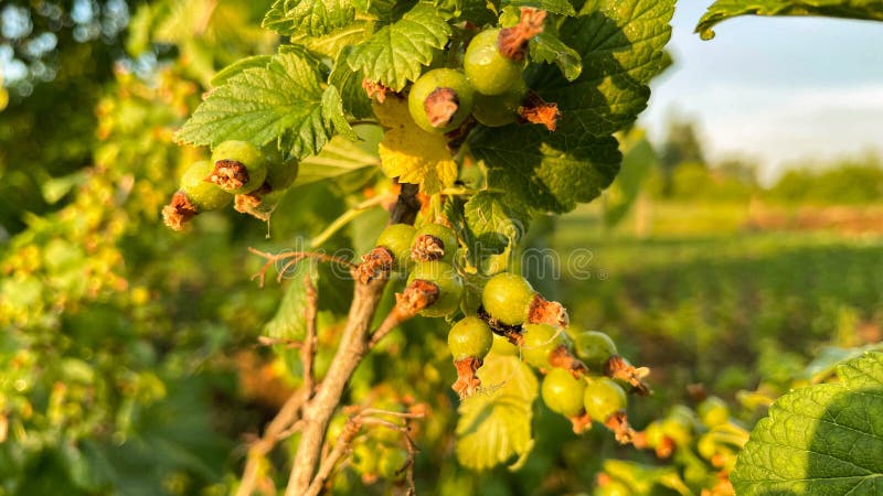 Red Green Current in the Process of Ripening Stock Image - Image of ...