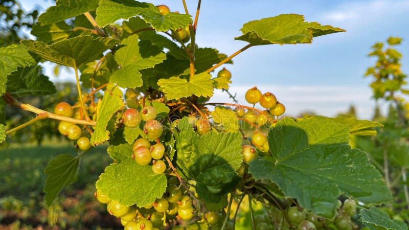 Red Green Current in the Process of Ripening Stock Photo - Image of ...