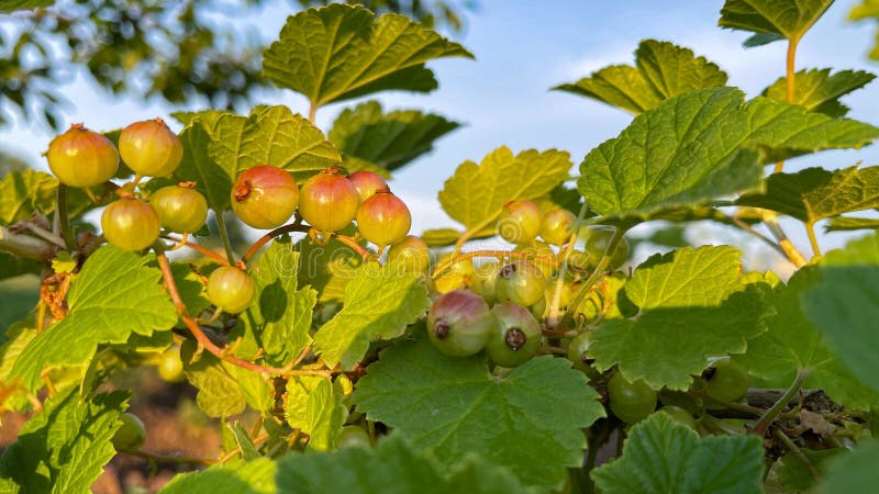 Red Green Current in the Process of Ripening Stock Image - Image of ...