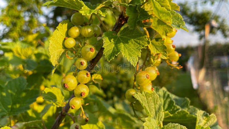 Red Green Current in the Process of Ripening Stock Photo - Image of ...