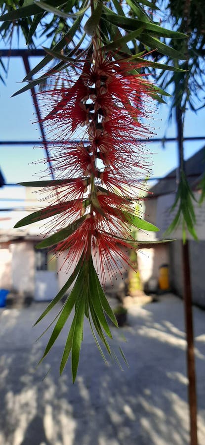 Red green flo stock photo. Image of plant, tree, green - 220196860