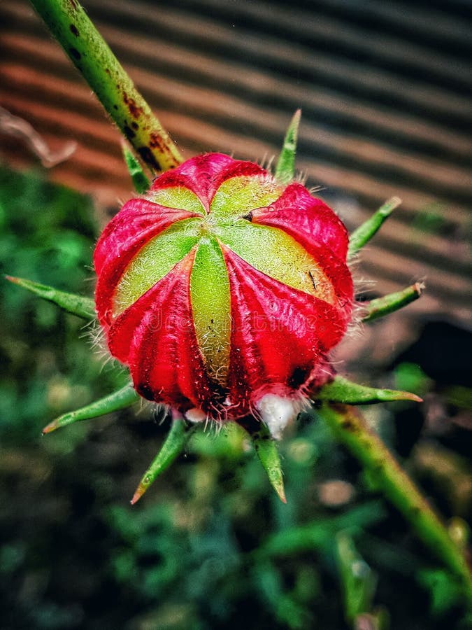 Red Green Flower Blooming Leaves Fruit Stock Photo - Image of ...