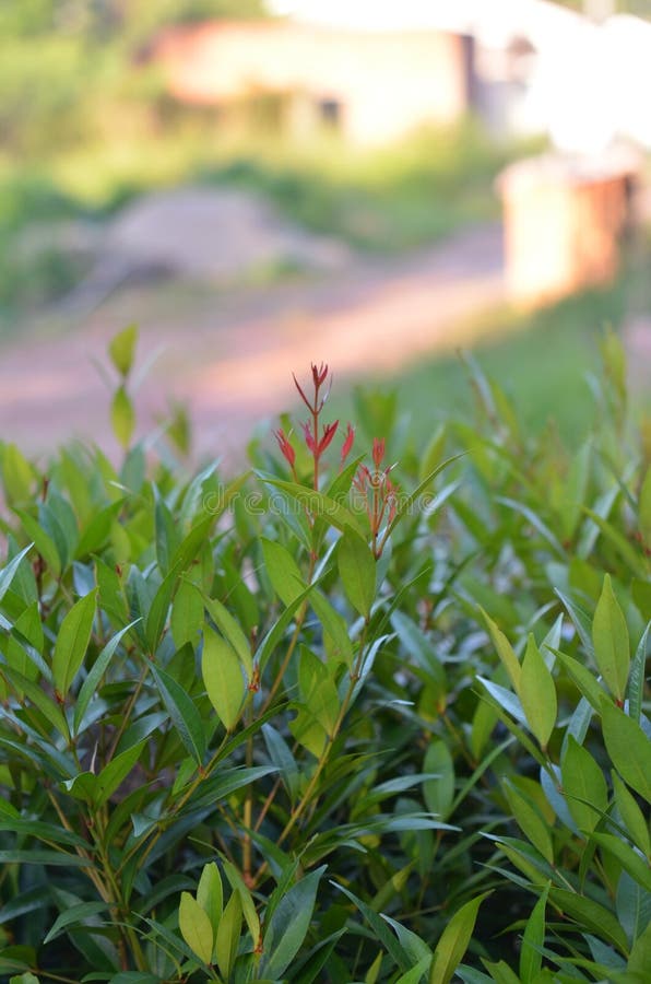 Red Green Flower Pucuk Merah Stock Photo - Image of merah, green: 273847818