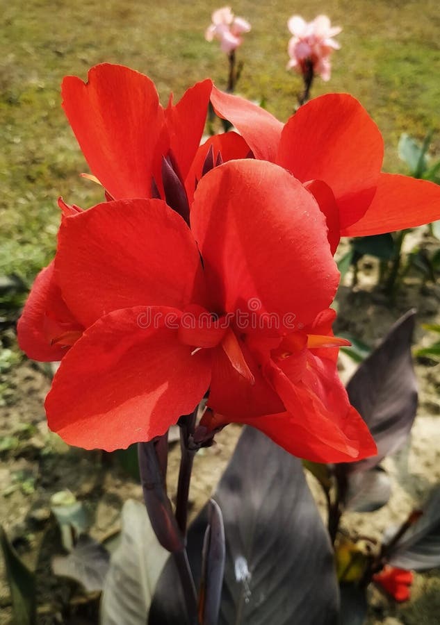 Red Green Flower Tree Plant Stock Image - Image of plant, flower: 273394207