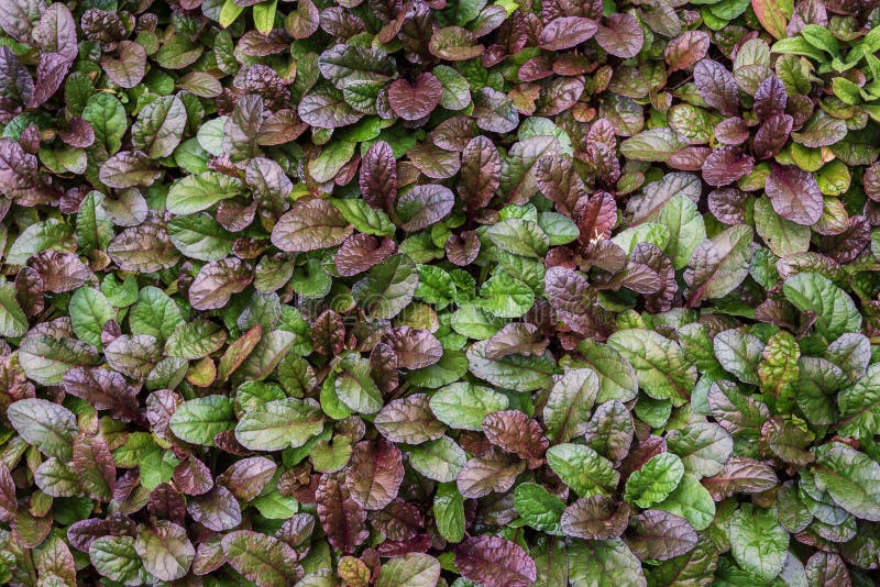 Red Green Foliage of Ajuga Reptans, Background Pattern. Stock Photo ...