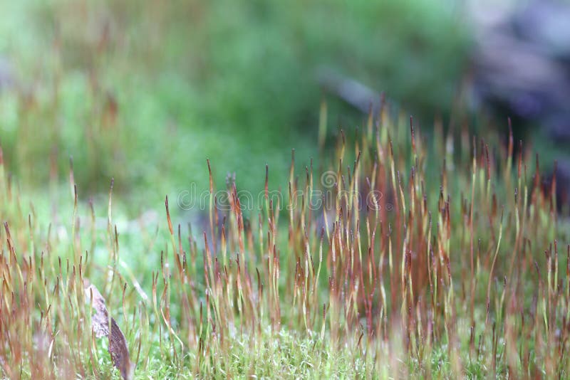 Red-green forest moss. stock photo. Image of field, macro - 214311910