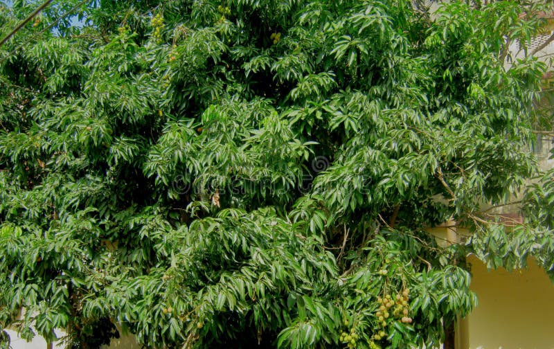 Red Green and Fresh Lychee in the Tree Stock Photo - Image of lichi ...