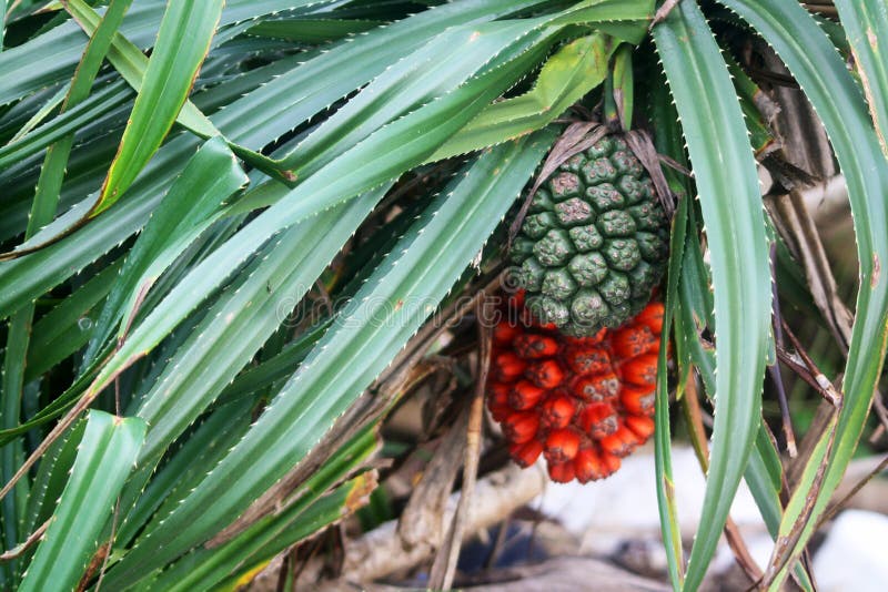 The Red and Green Fruit of the Hala Pandanus Tectorius Stock Photo ...