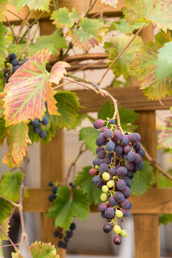 Red and Green Grapes on One Grape Stock Image - Image of wine, flora ...