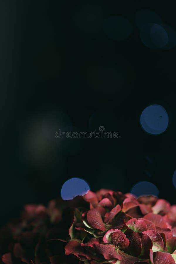 Red and Green Hydrangea Flower in Bloom on a Black Background Stock ...