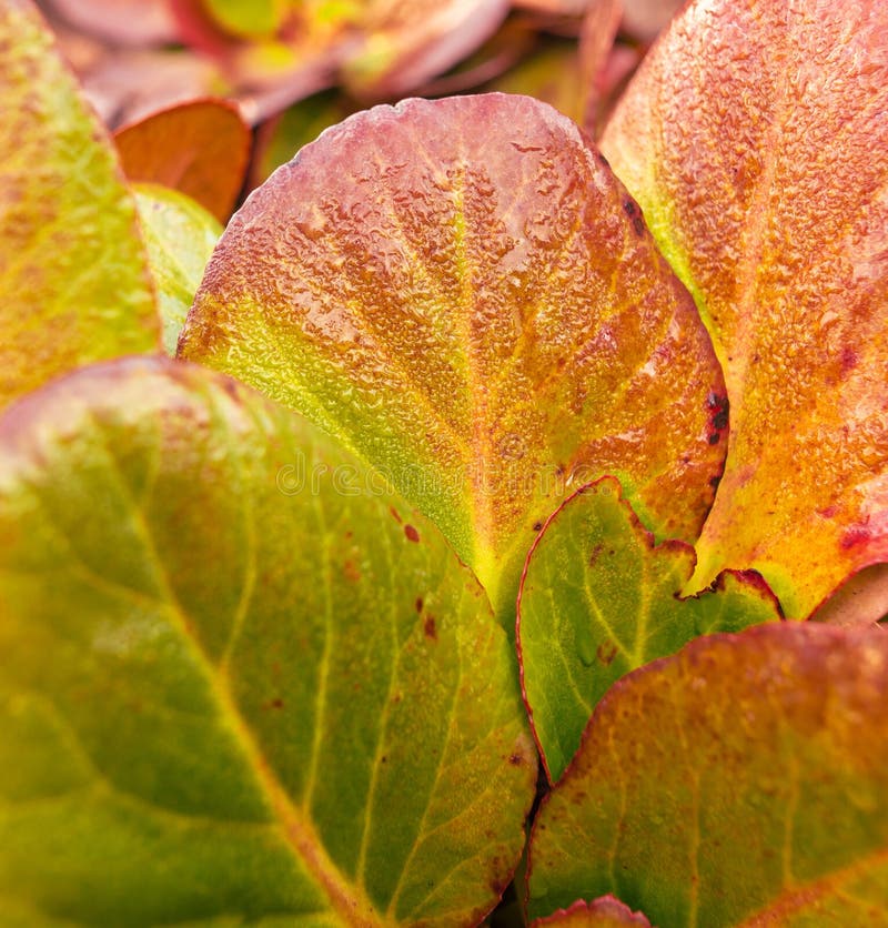 Red-green Leaves of a Plant in Nature Stock Photo - Image of lamiaceae ...