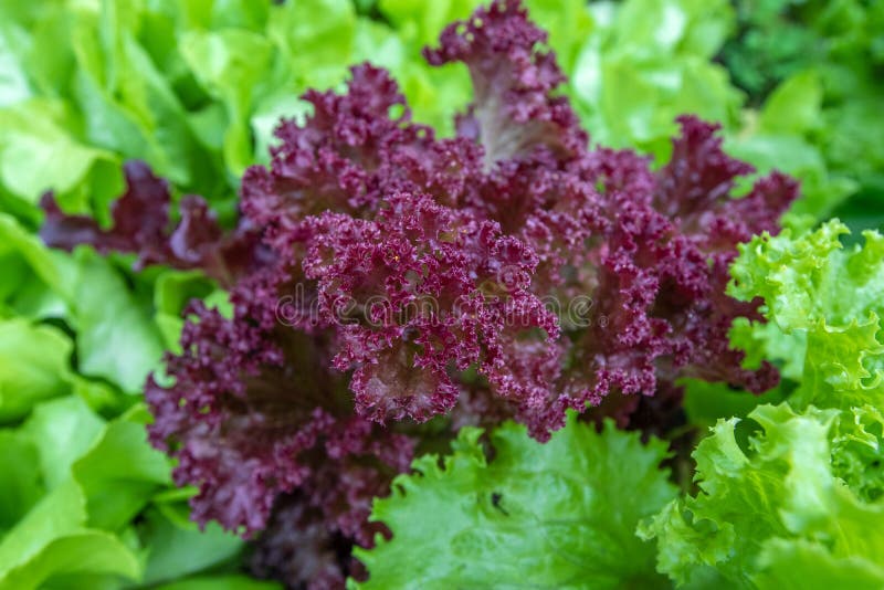 Red and Green Lettuce in the Garden Stock Photo - Image of fresh ...