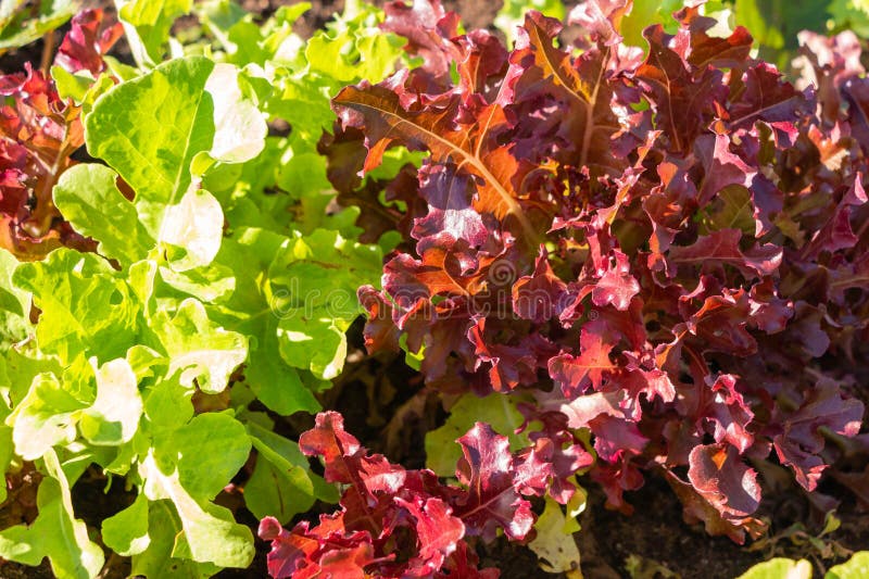 Red and Green Lettuce Growing in the Garden. Organic Vegetable Garden ...