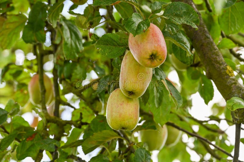 Red and Green Long Apples Hanging on a Tree Stock Photo - Image of food ...