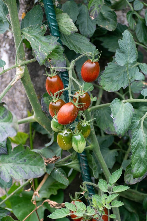 Red and Green Long Cherry Tomatoes Growing on the Plant Stock Photo ...