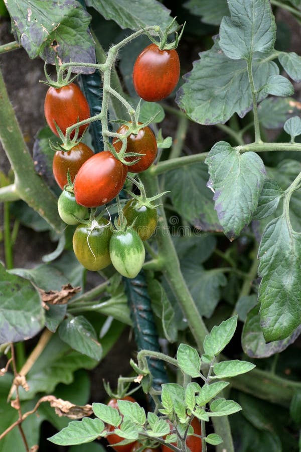 Red and Green Long Cherry Tomatoes Growing on the Plant Stock Image ...