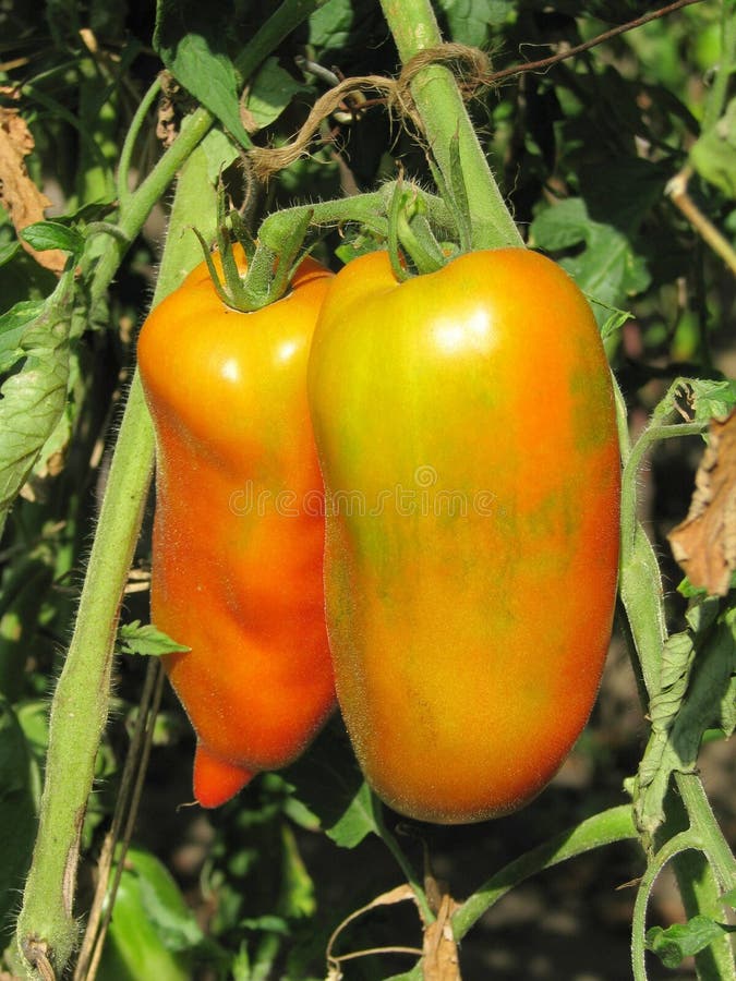 Long Tomatoes on Plants in Hydroponics Greenhouse Farm. Long Tomatoes ...