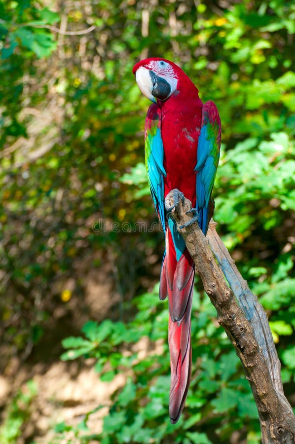 Red-and-green Macaw stock photo. Image of bird, nature - 22165430