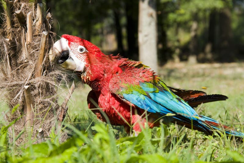 Red-and-green Macaw (Ara Chloroptera) Stock Photo - Image of szeged ...