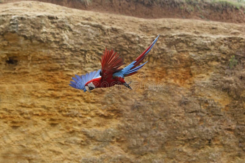 Red-and-Green Macaw, Ara Chloroptera, Adult in Flight Stock Photo ...