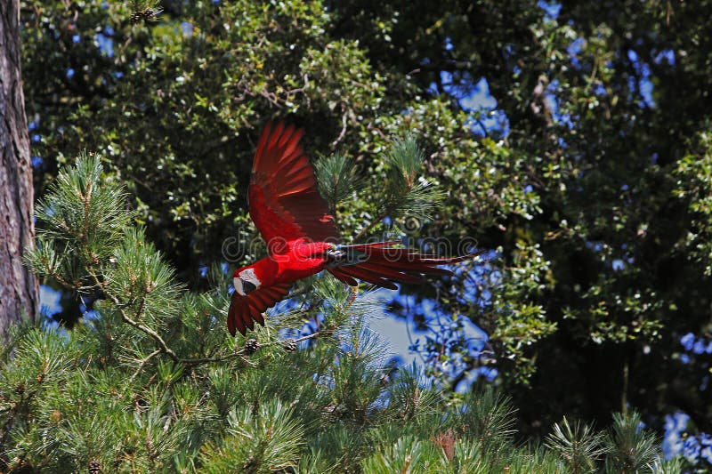 Red-and-Green Macaw, Ara Chloroptera, Adult in Flight Stock Photo ...