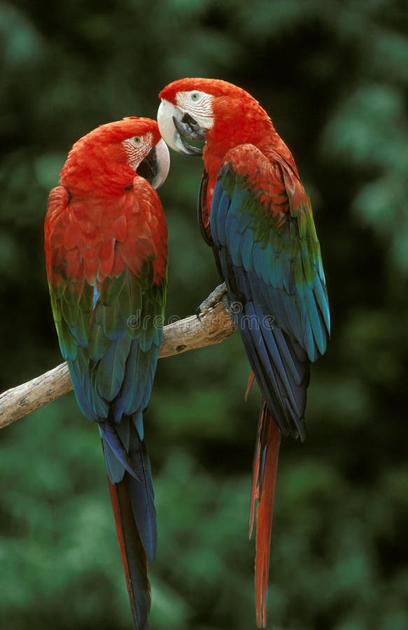 Red and Green Macaw, Ara Chloroptera, Adults Standing on Branch Stock ...
