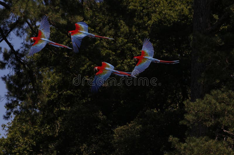 Red-and-Green Macaw, Ara Chloroptera, Group in Flight Stock Photo ...