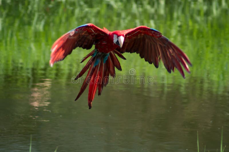 Red-and-green macaw stock image. Image of greenwinged - 239715357
