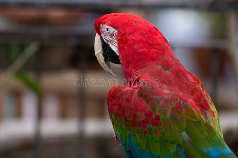 Red-and-green Macaw Parrot Bird Looking Left Close Up Stock Photo ...