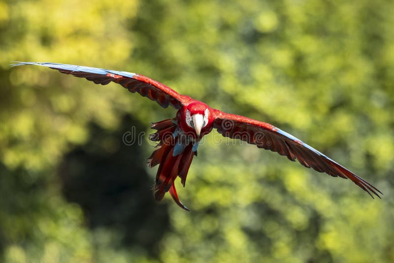 Red-and-green Macaw, Green-winged Macaw, Ara Chloropterus, in Flight ...