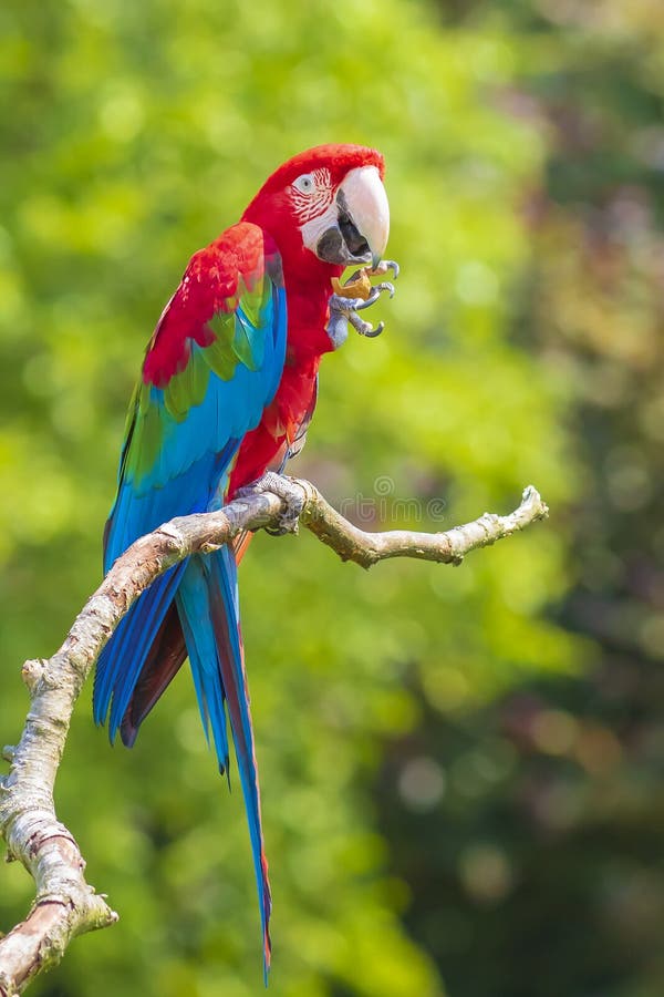Red-and-green Macaw or Green-winged Macaw, Ara Chloropterus Stock Image ...