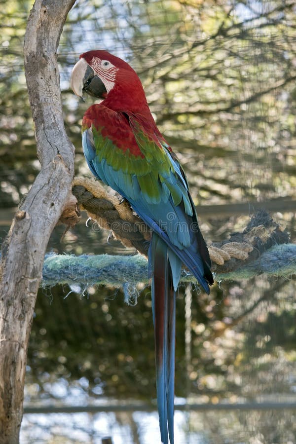 Red-and-green Macaw or Green-winged Macaw Stock Image - Image of beak ...