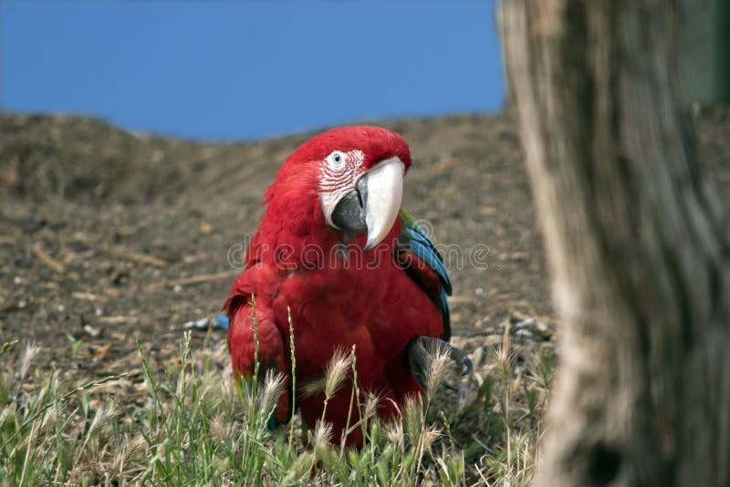 Red-and-green Macaw or Green-winged Macaw Stock Image - Image of face ...