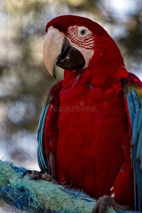 Red-and-green Macaw or Green-winged Macaw Stock Image - Image of winged ...