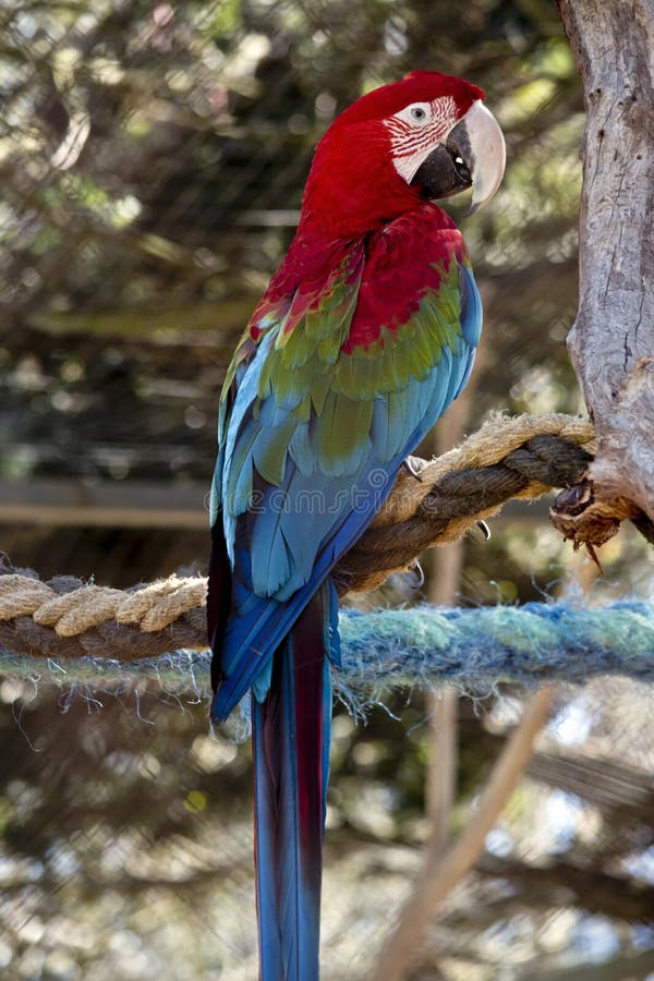 Red-and-green Macaw or Green-winged Macaw Stock Image - Image of south ...
