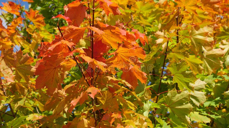 Red and green maple leaves stock image. Image of closeup - 238472345