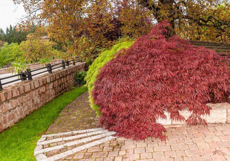Red and Green Leaves on Young Maple Trees, at an Italian Inn Stock ...